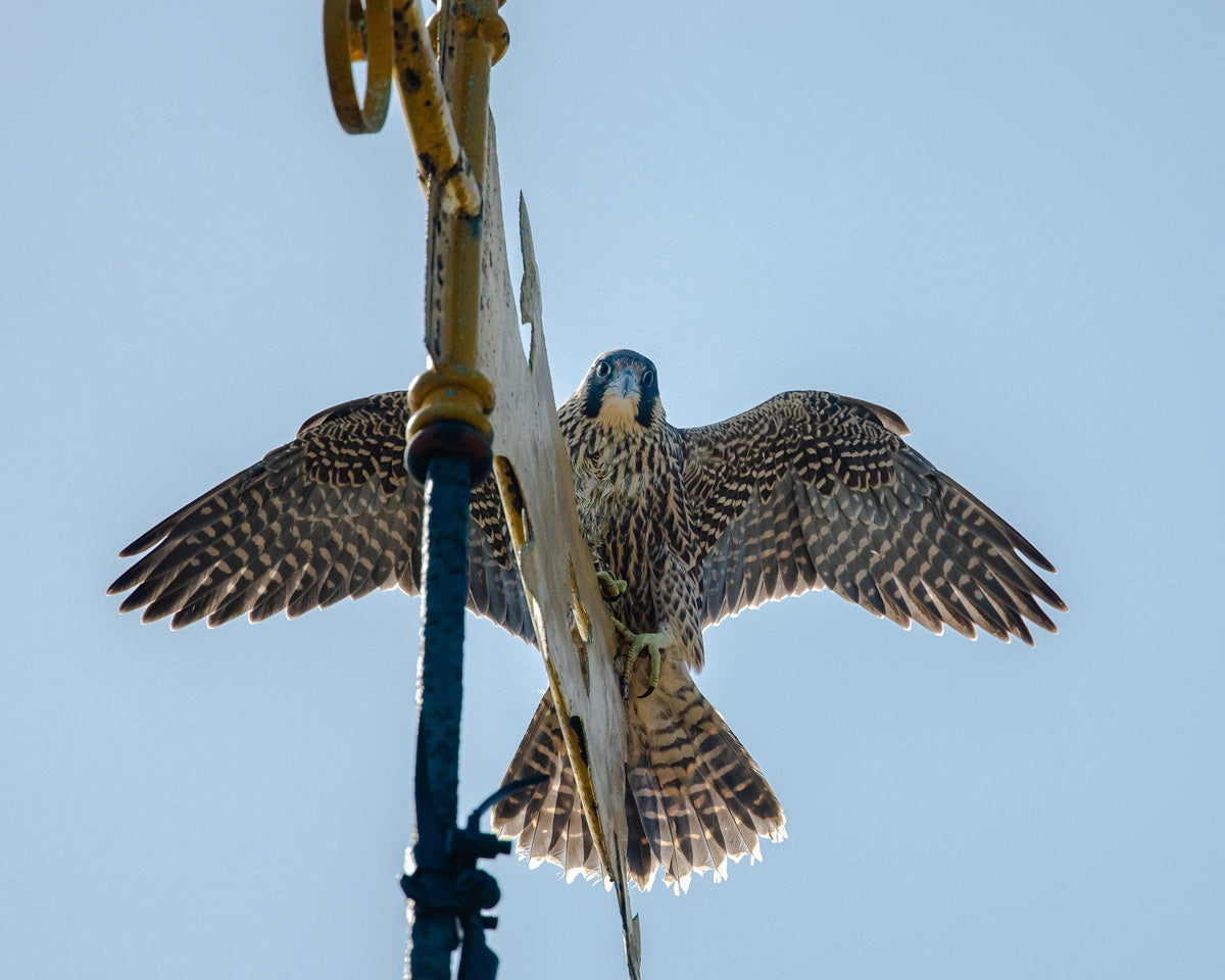How To Photograph Peregrine Falcons – Wildlife Print Store